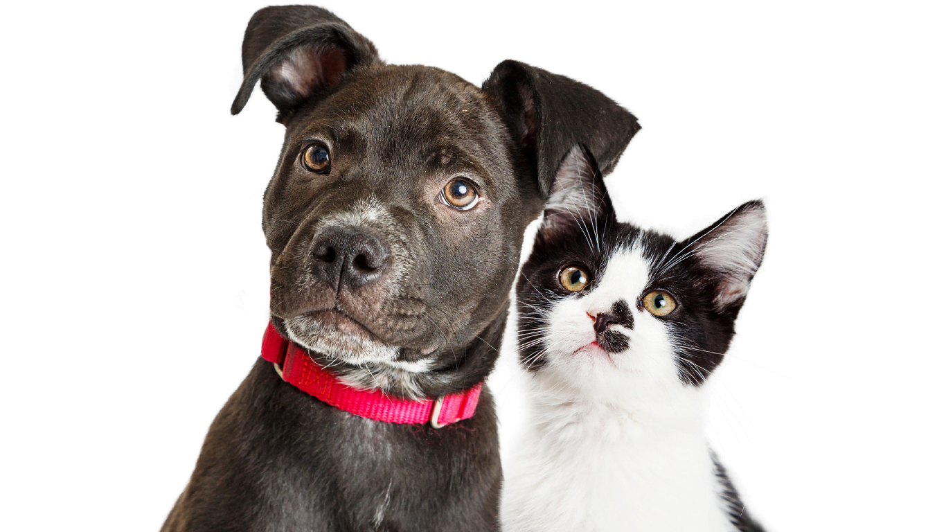 Taste of the Wild archivos - Shaly.co