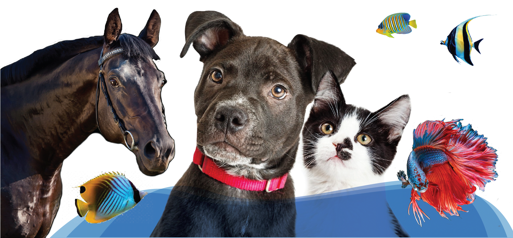 Tienda de Mascotas – Shaly.co Pet Store - Shaly.co